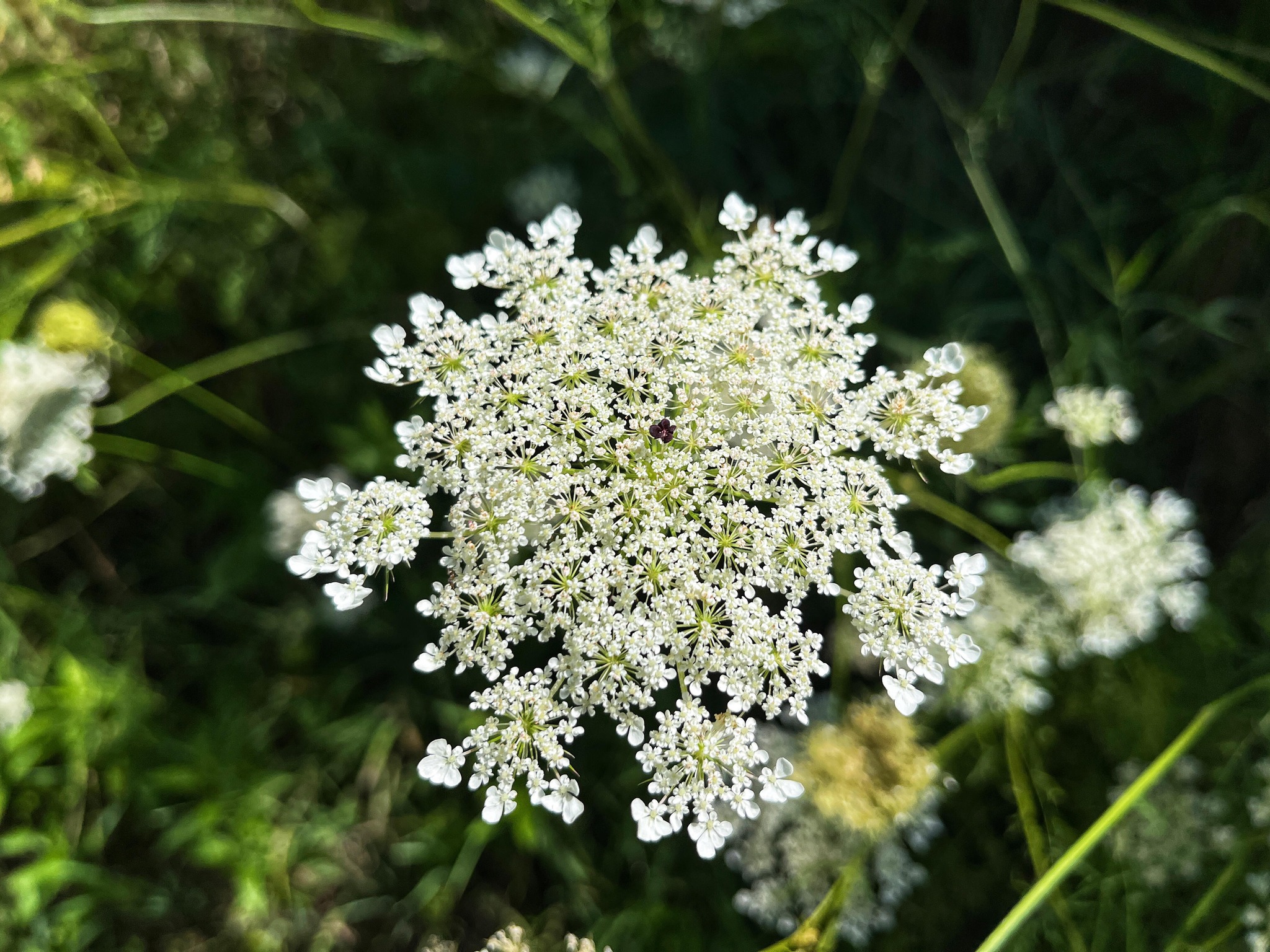 Cultivating a less materialistic lifestyle. - Steve Roper